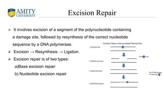 DNA Damage and repair mechanism | PPTX