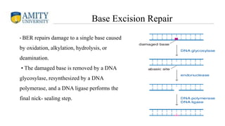 DNA Damage and repair mechanism | PPTX