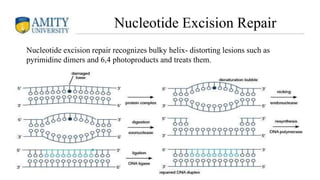 DNA Damage and repair mechanism | PPTX