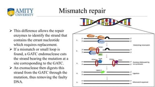 DNA Damage and repair mechanism | PPTX
