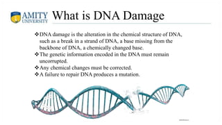 DNA Damage and repair mechanism | PPTX
