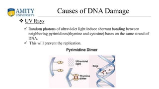 DNA Damage and repair mechanism | PPTX