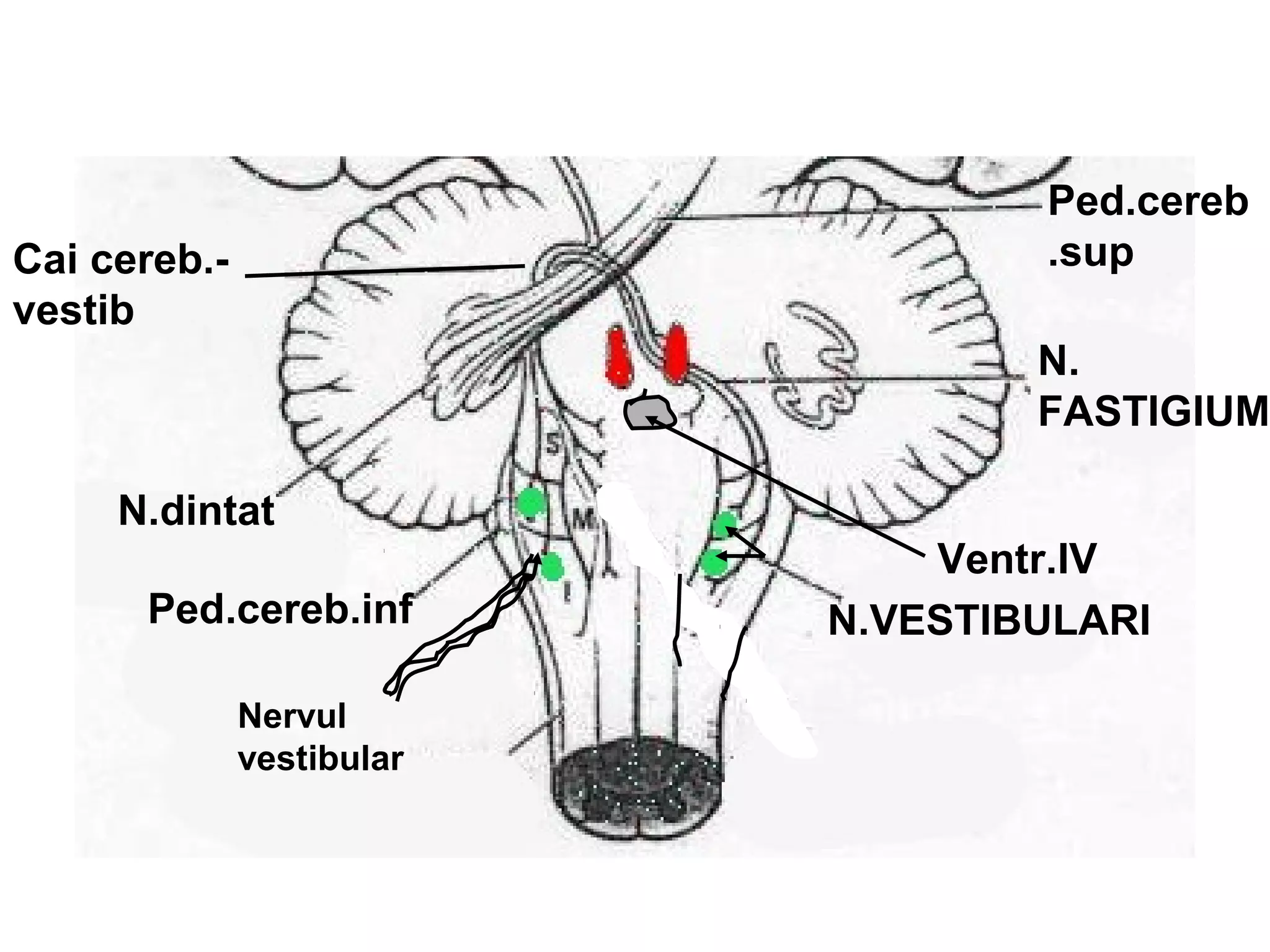 Atlas de neuroanatomie - cerebel | PPT