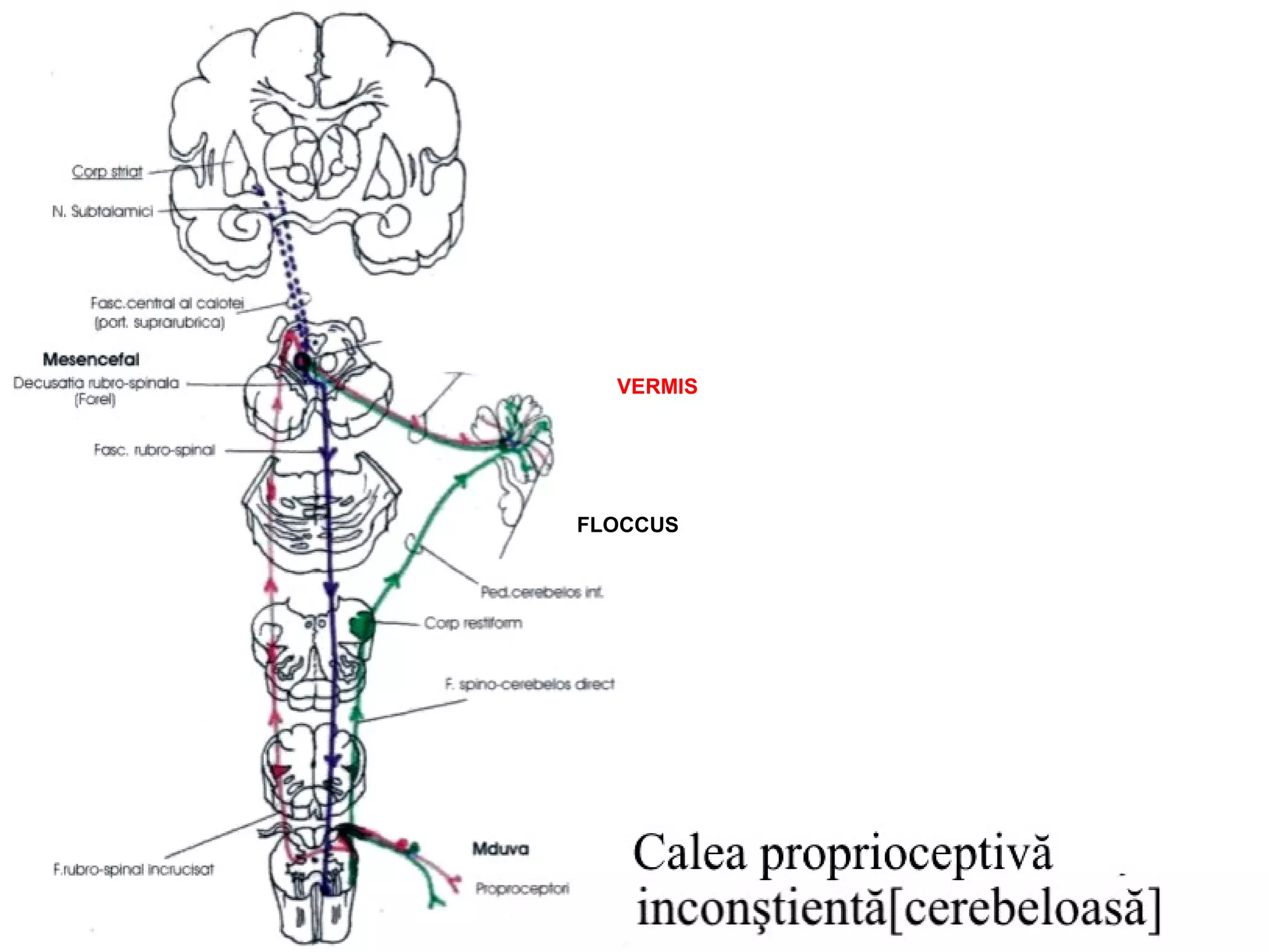 Atlas de neuroanatomie - cerebel | PPT