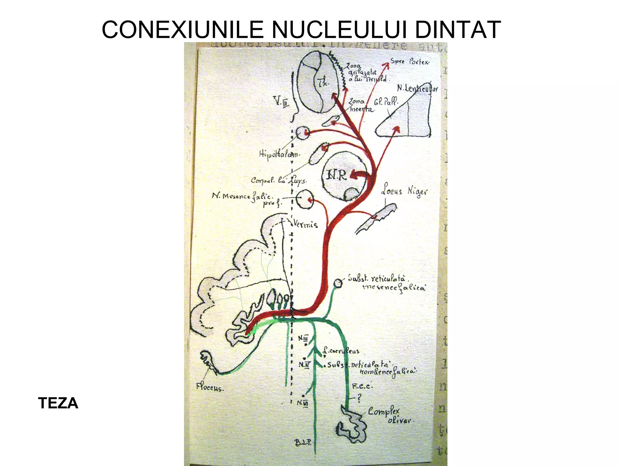 Atlas de neuroanatomie - cerebel | PPT