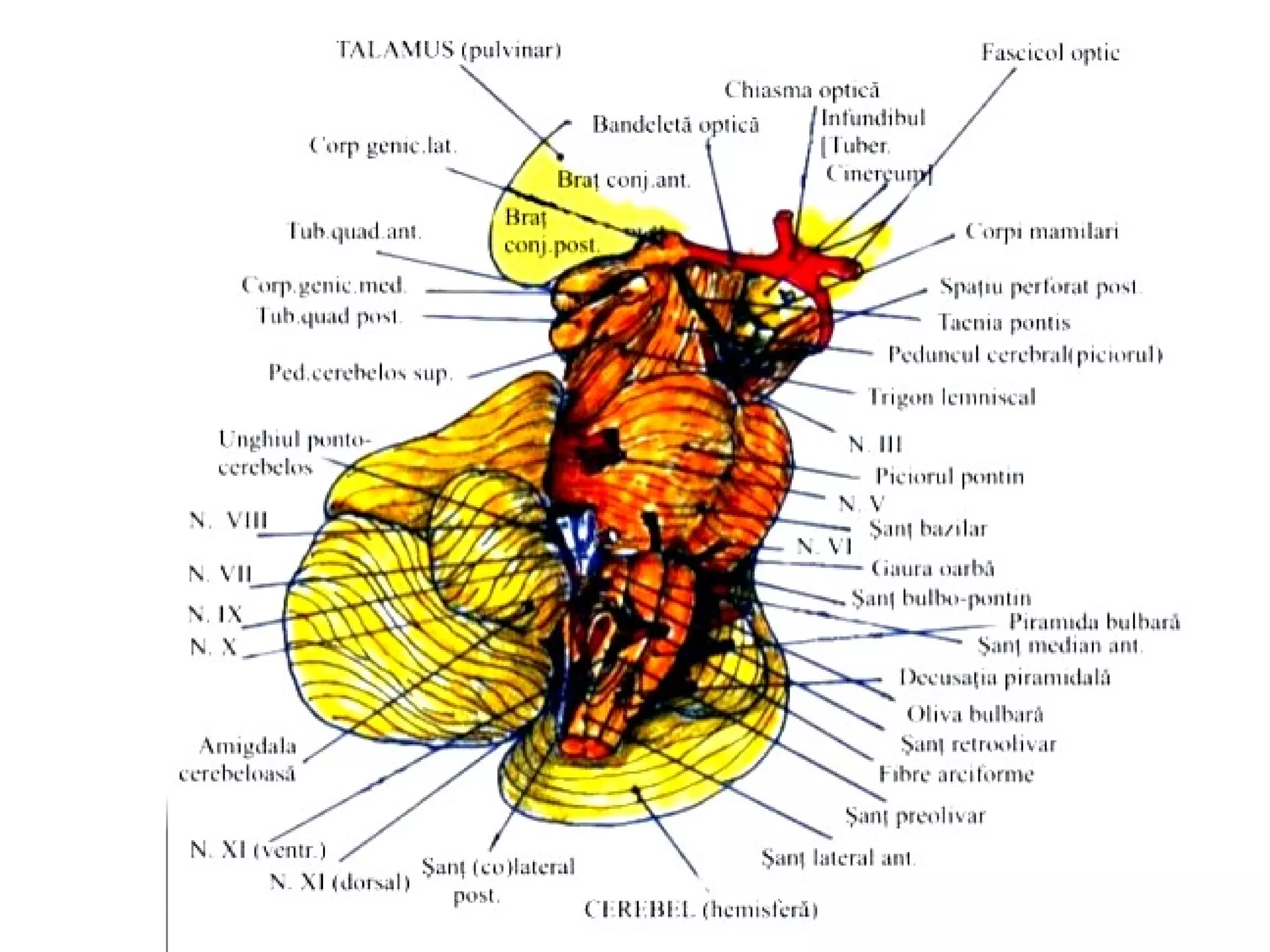 Atlas de neuroanatomie - cerebel | PPT