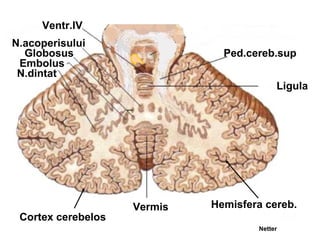 Atlas de neuroanatomie - cerebel | PPT