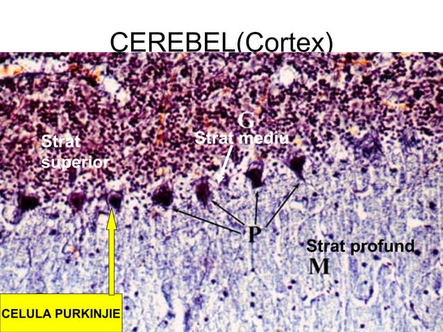 Atlas de neuroanatomie - cerebel | PPT