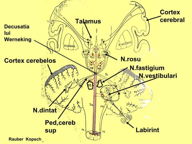 Atlas de neuroanatomie - cerebel | PPT