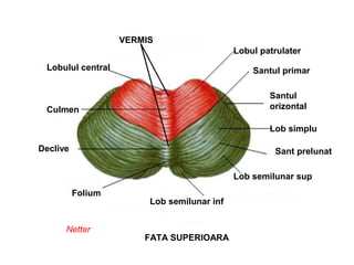 Atlas de neuroanatomie - cerebel | PPT