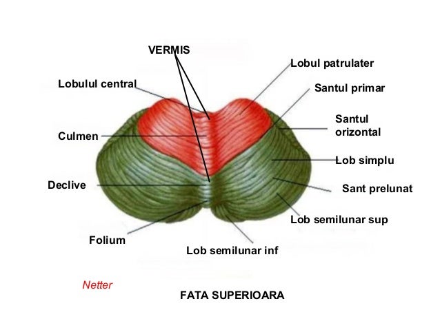 Atlas de neuroanatomie - cerebel