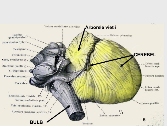 Atlas de neuroanatomie - cerebel