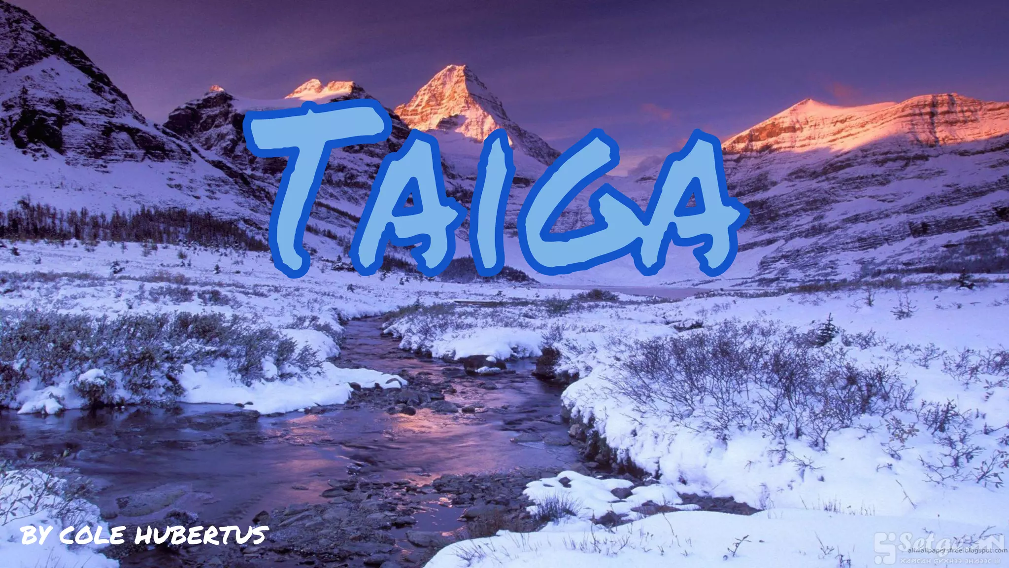 Taigas | PPT