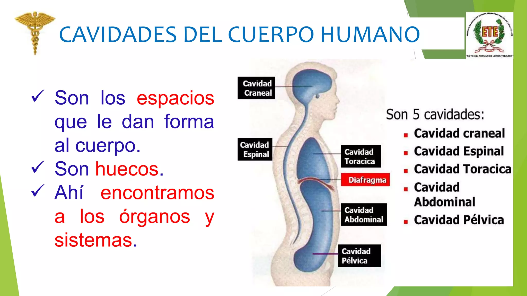A1-1 Estructura anatómica del ser humano.pptx | Biological Sciences ...