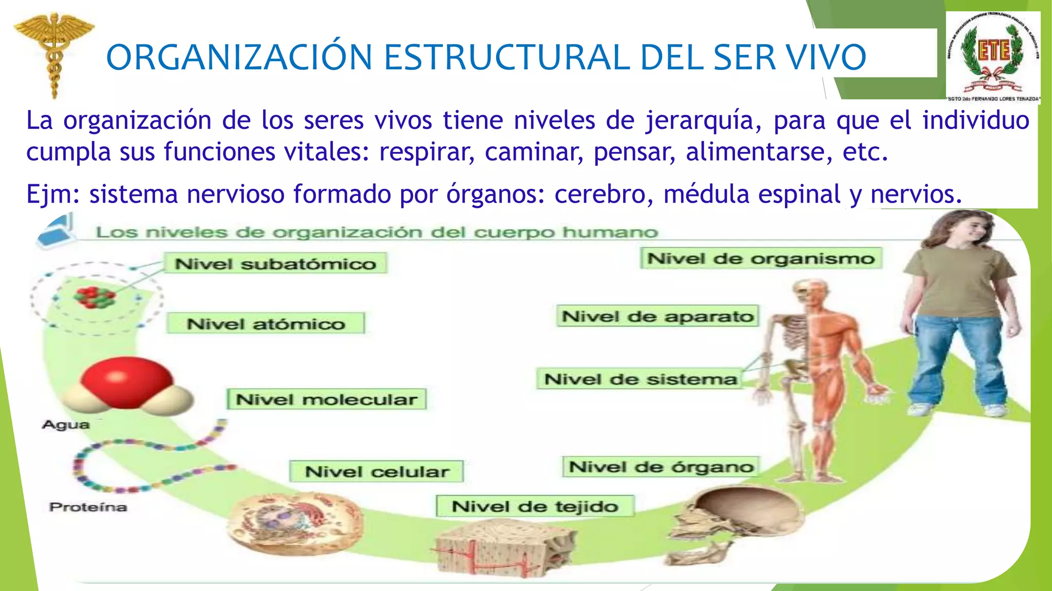 A1-1 Estructura anatómica del ser humano.pptx | Biological Sciences ...