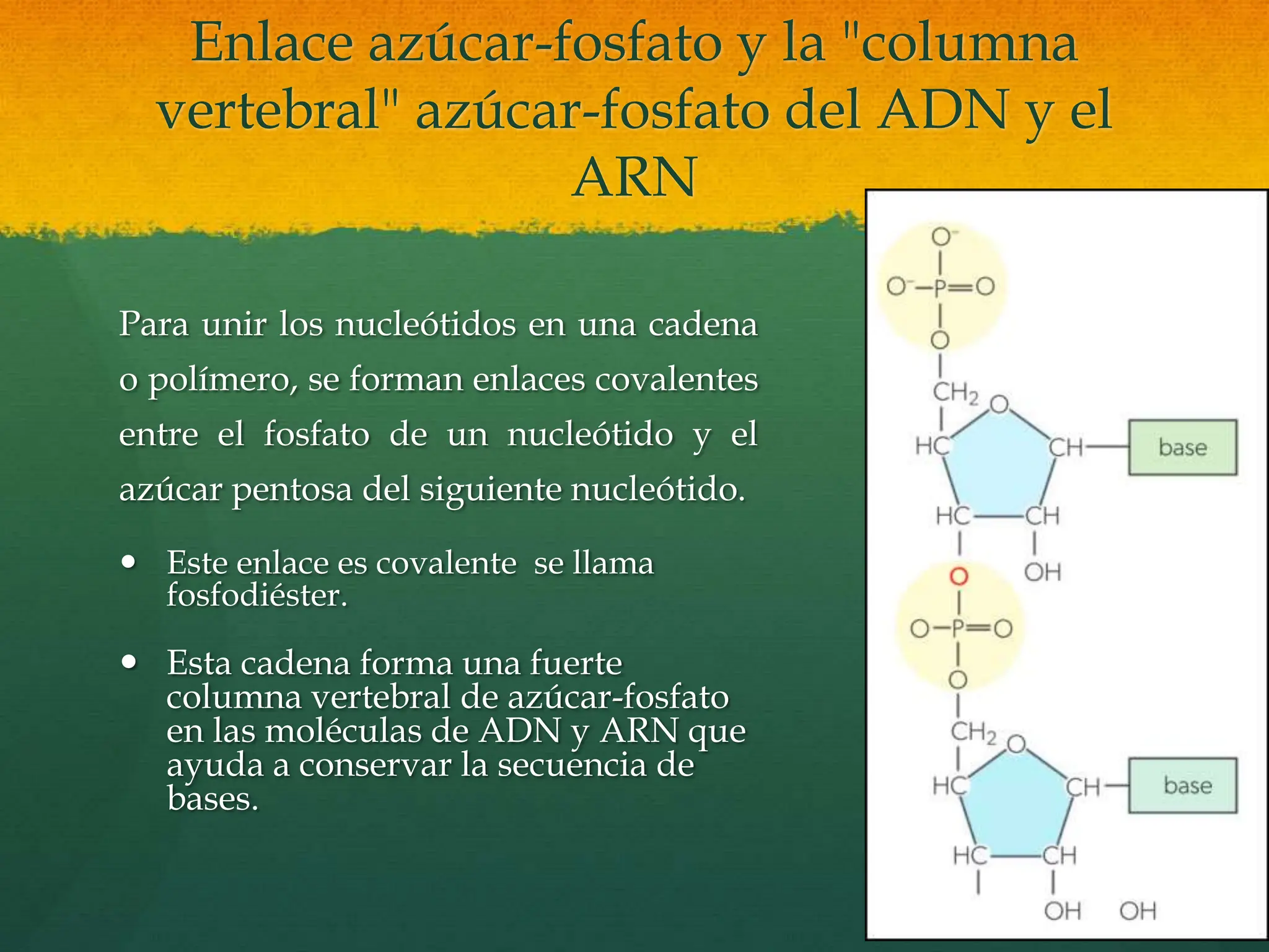 A1.2 Acidos nucleicos 2024.pptx presentacion ADN y ARN | PPT