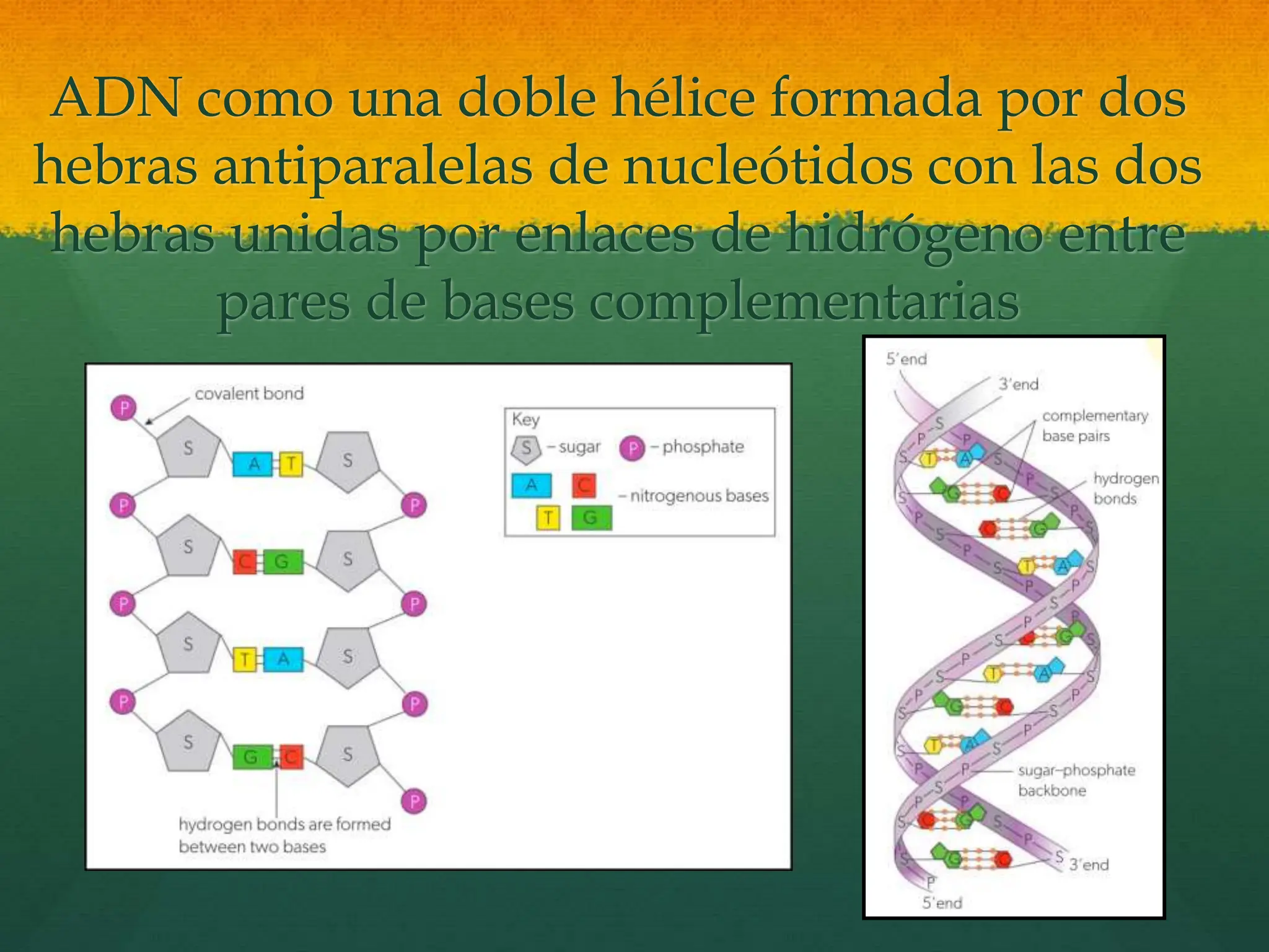 A1.2 Acidos nucleicos 2024.pptx presentacion ADN y ARN | PPT