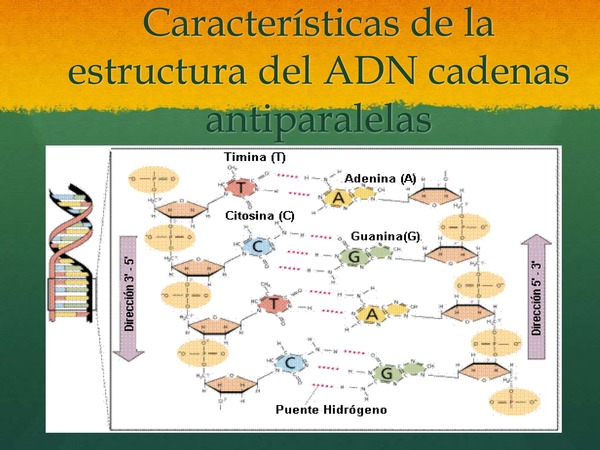 A1.2 Acidos nucleicos 2024.pptx presentacion ADN y ARN | PPT