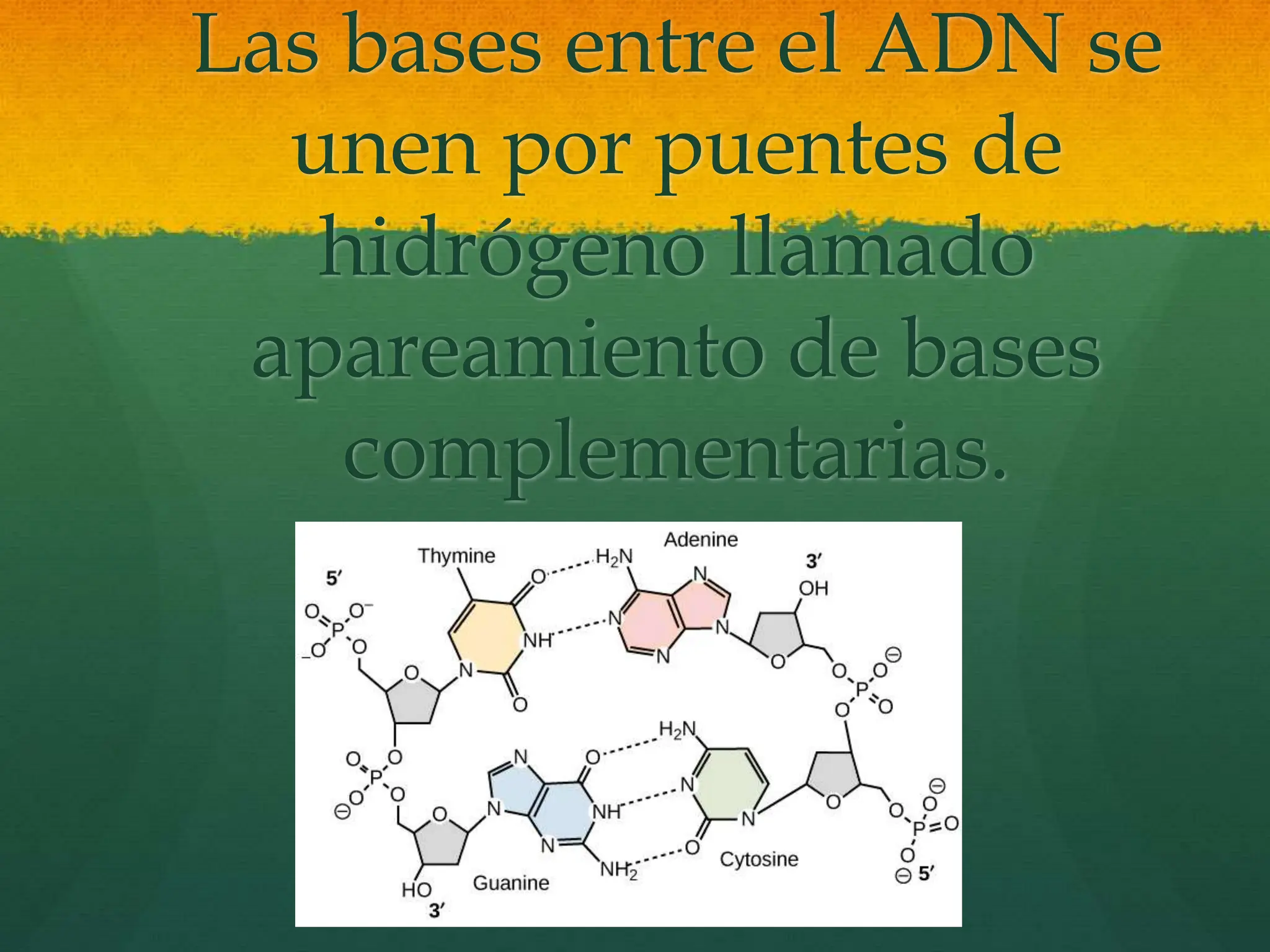 A1.2 Acidos nucleicos 2024.pptx presentacion ADN y ARN | PPT