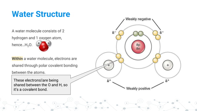 A1.1.2.pptx water - hydrogen bonding of water | PPT