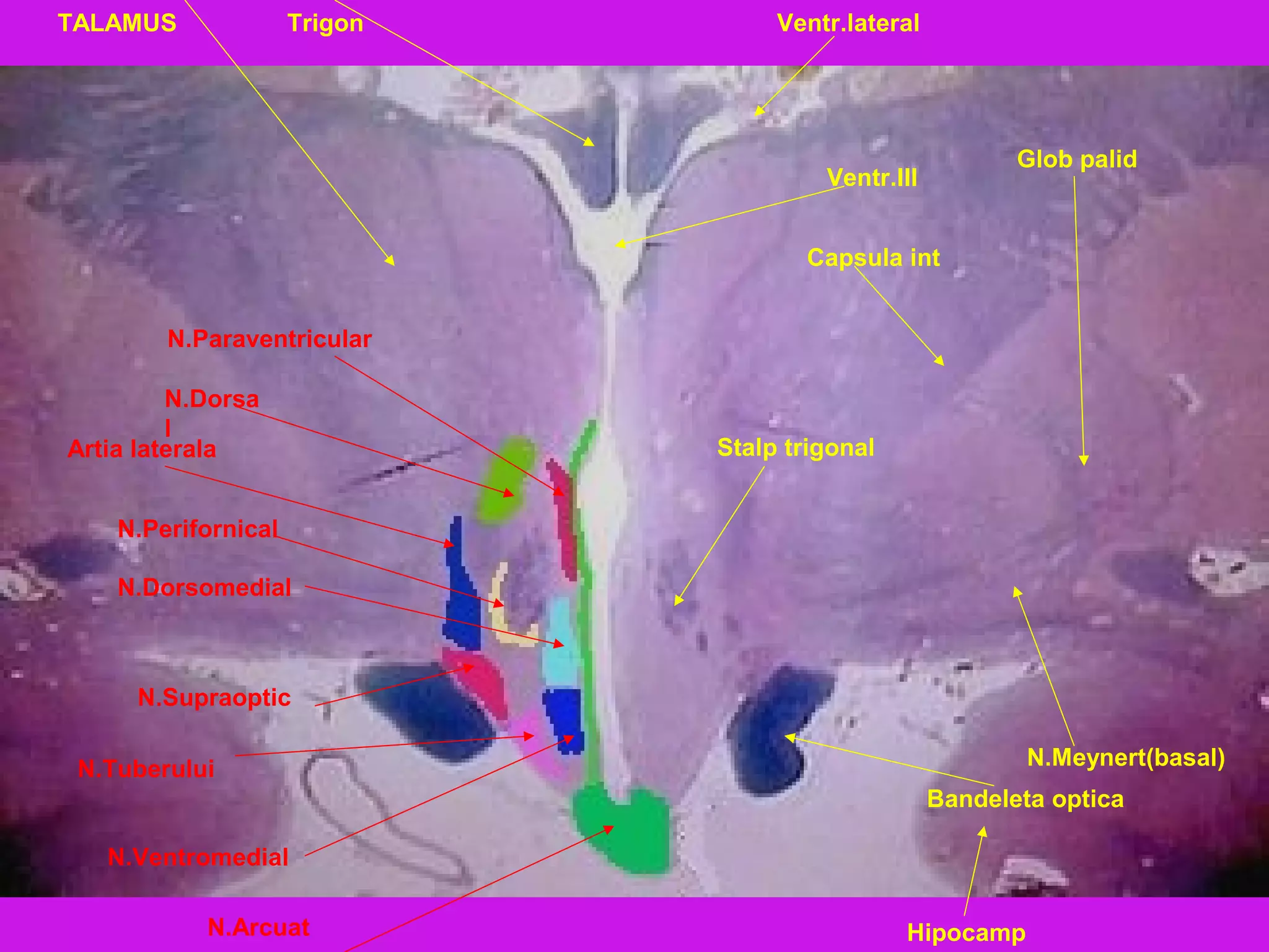Hipotalamus atlas de neuroanatomie | PPT