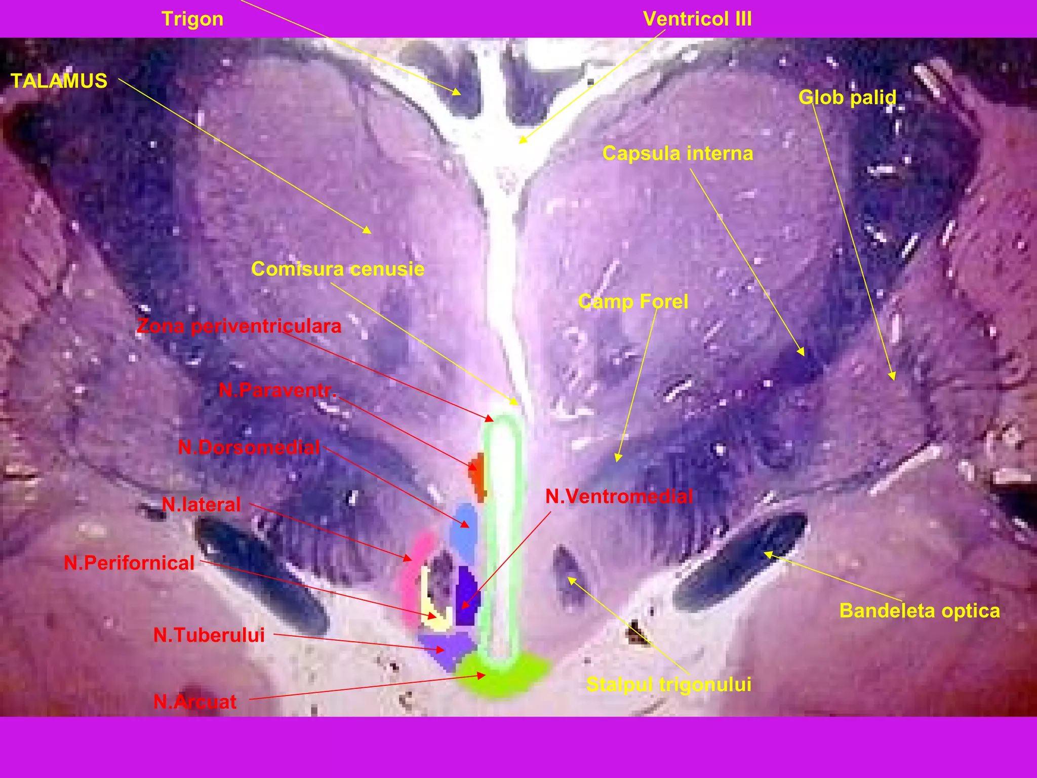 Hipotalamus atlas de neuroanatomie | PPT
