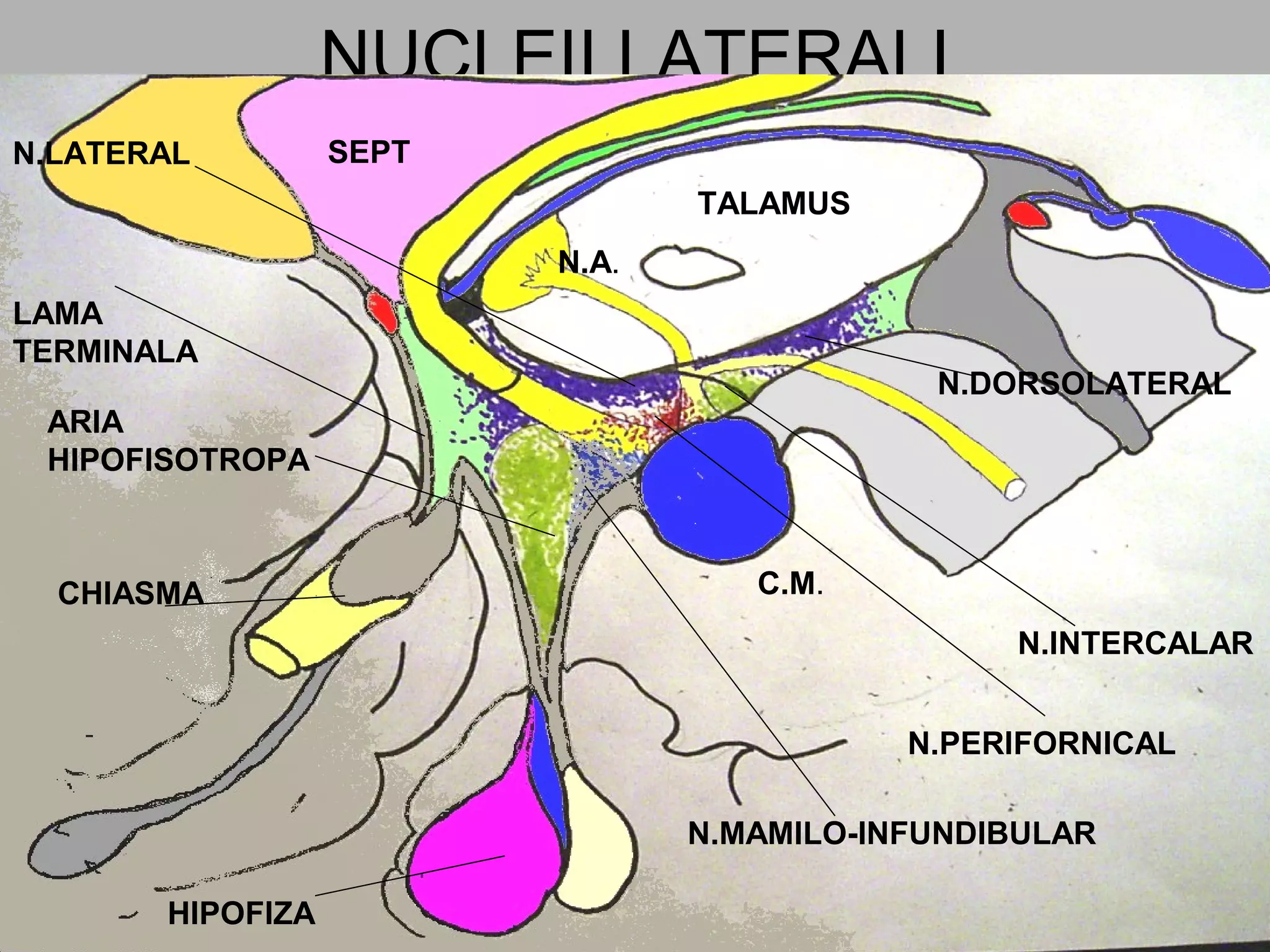 Hipotalamus atlas de neuroanatomie | PPT