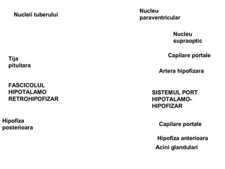Hipotalamus atlas de neuroanatomie | PPT