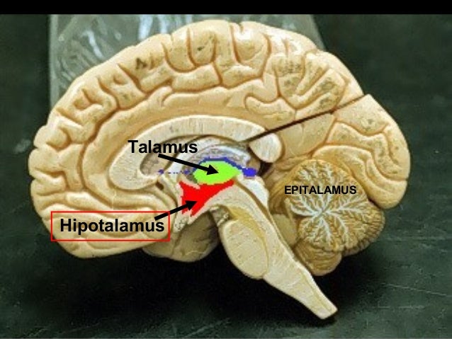 Hipotalamus atlas de neuroanatomie