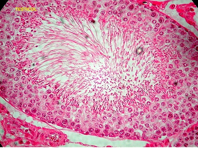 Sistemul endocrin | PPT