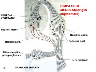 Atlas de neuroanatomie - sistemul vegetativ | PPT