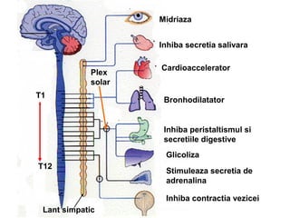 Atlas de neuroanatomie - sistemul vegetativ | PPT