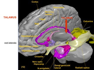 Talamus atlas de neuroanatomie | PPT
