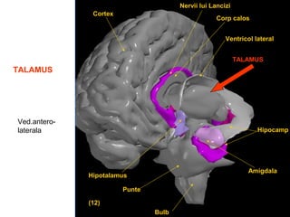Talamus atlas de neuroanatomie | PPT