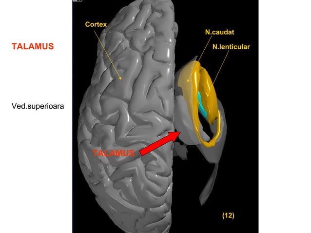 Talamus atlas de neuroanatomie | PPT