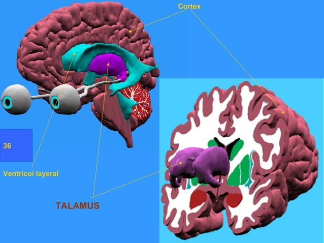 Talamus atlas de neuroanatomie | PPT