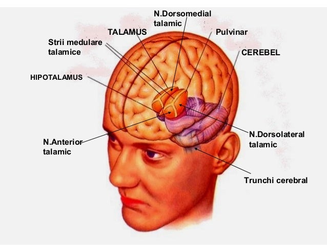 Talamus atlas de neuroanatomie
