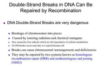 Dna repair | PPT