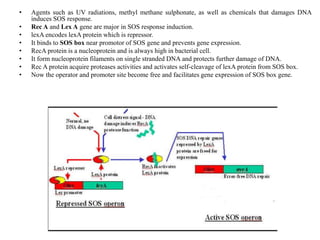 Dna repair | PPT