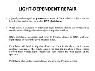 Dna repair | PPT