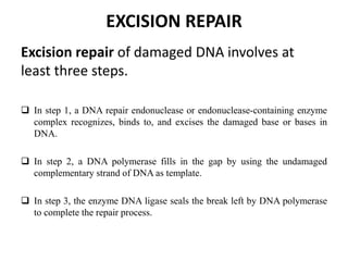 Dna repair | PPT
