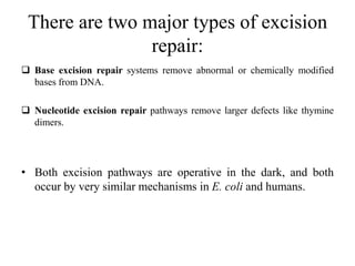 Dna repair | PPT
