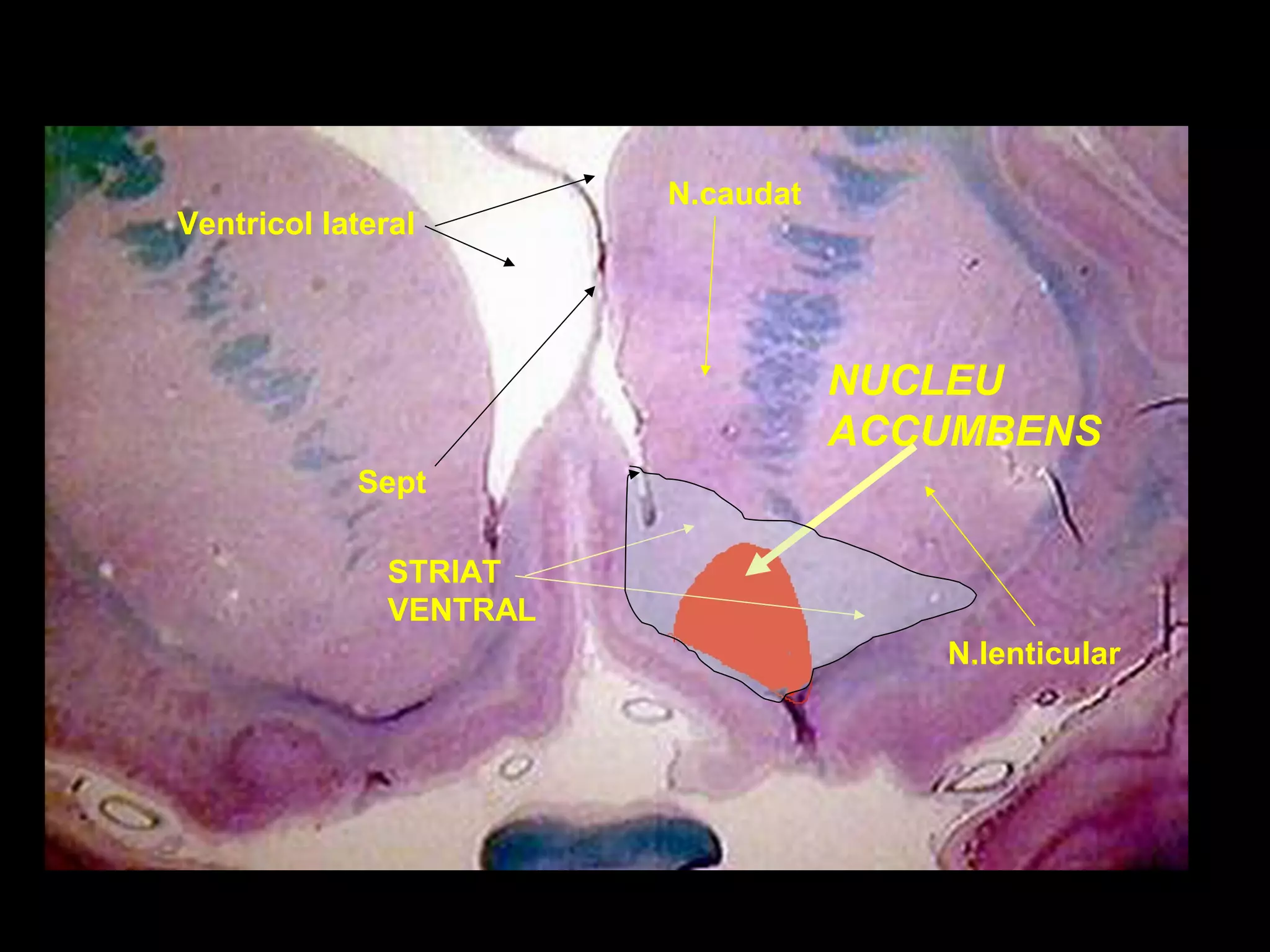 Sistemul extrapiramidal atlas de neuroanatomie | PPT