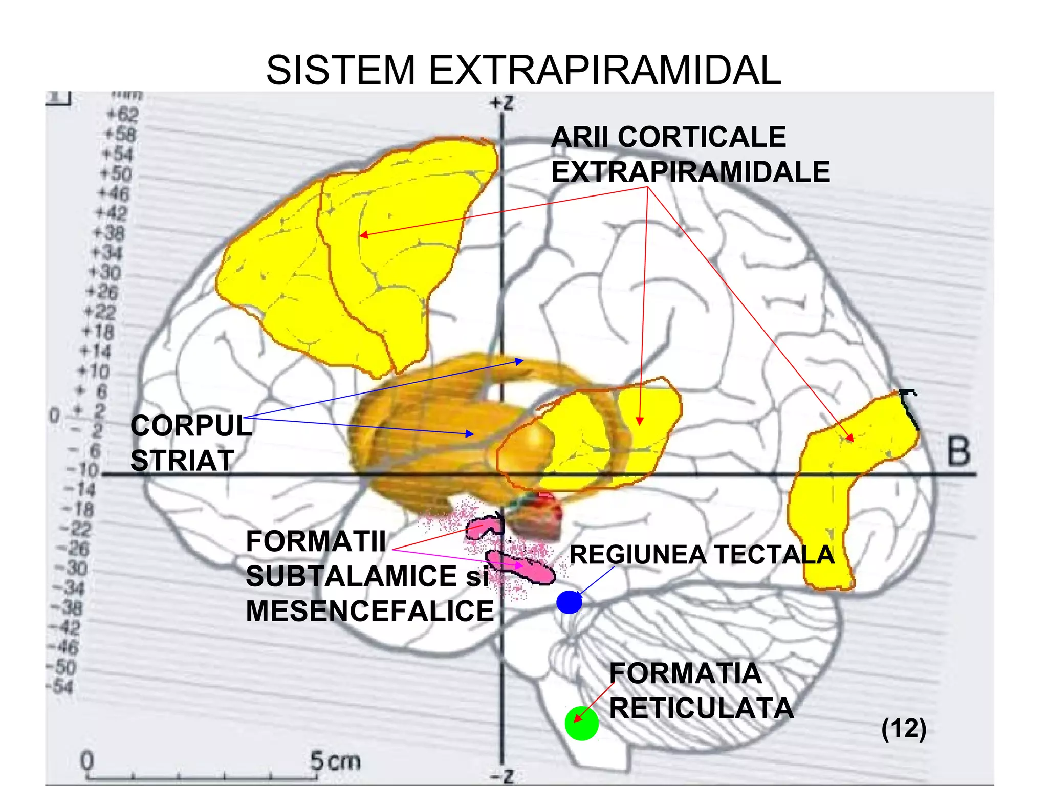 Sistemul extrapiramidal atlas de neuroanatomie | PPT