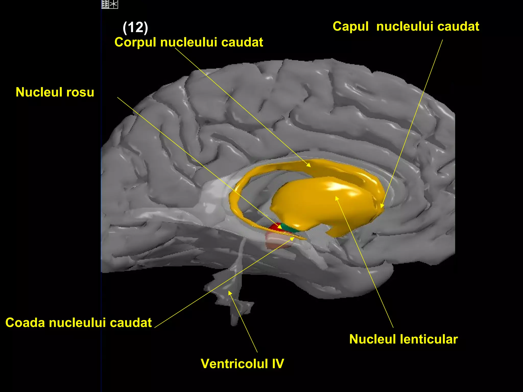 Sistemul extrapiramidal atlas de neuroanatomie | PPT