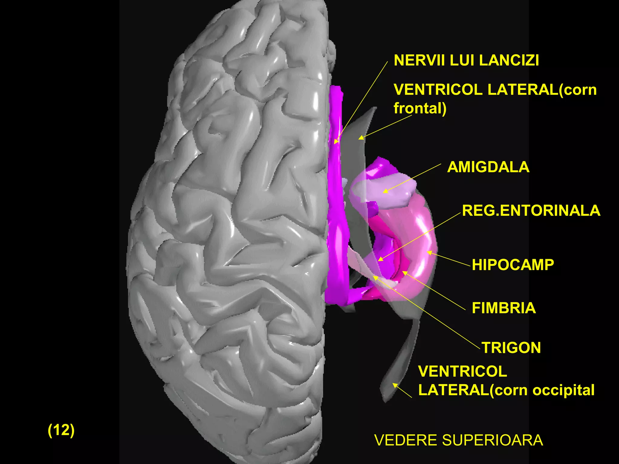 Sistemul limbic atlas de neuroanatomie | PPT