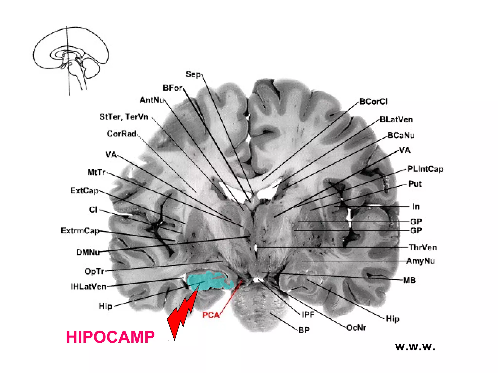 Sistemul limbic atlas de neuroanatomie | PPT