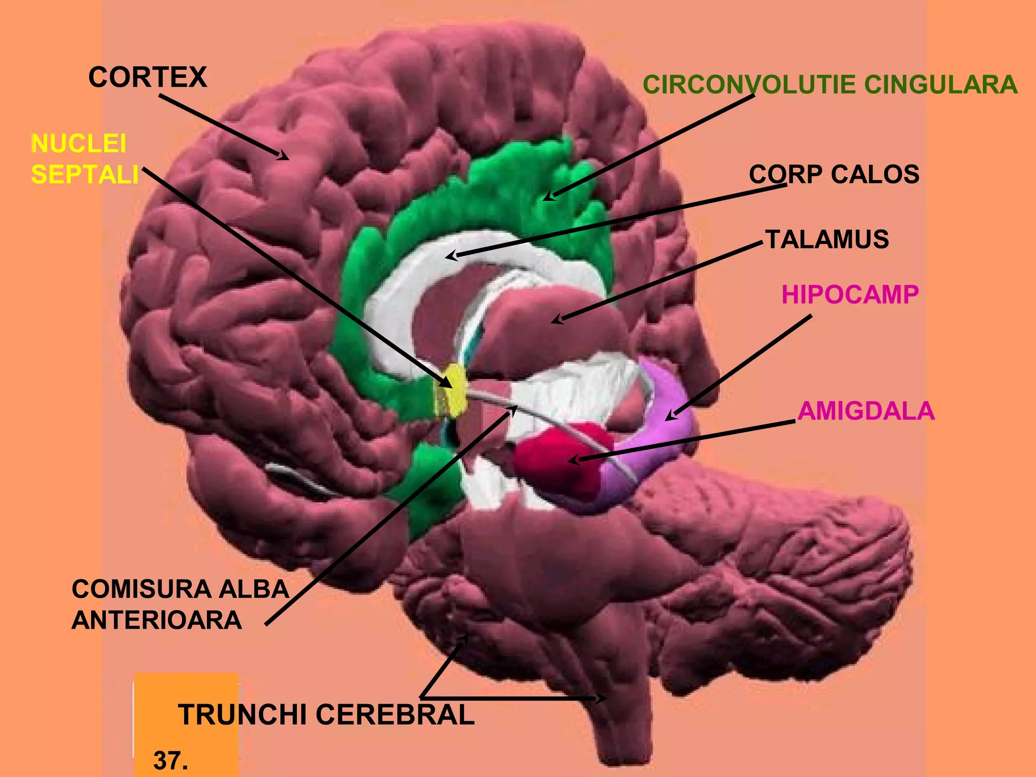 Sistemul limbic atlas de neuroanatomie | PPT