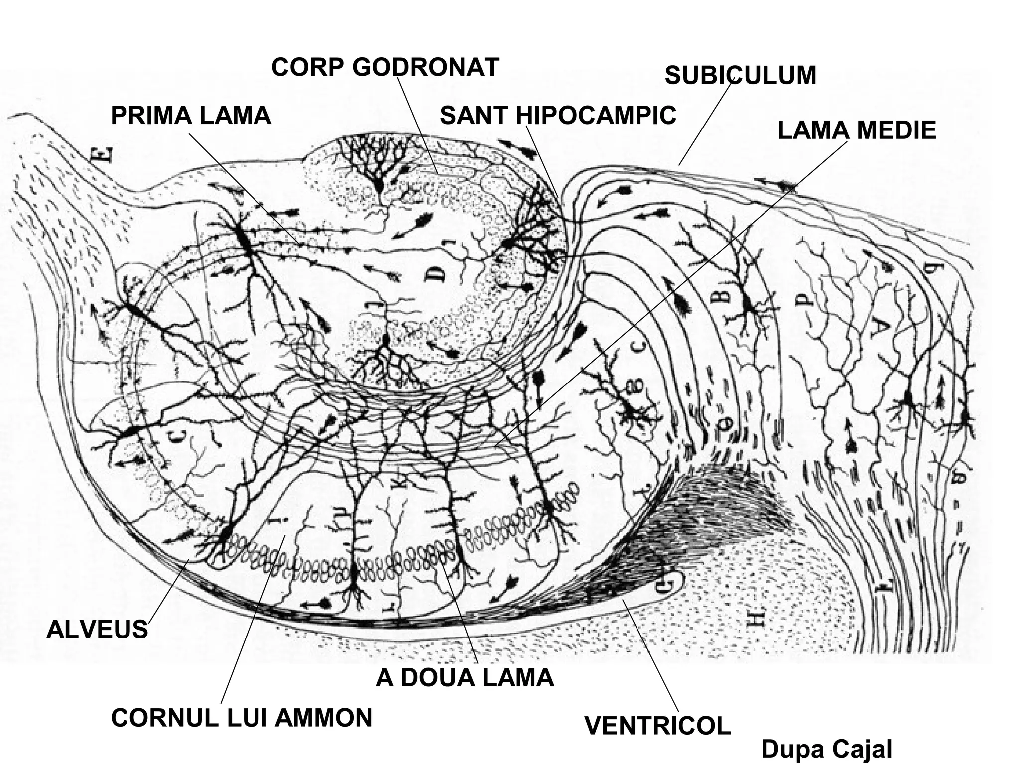 Sistemul limbic atlas de neuroanatomie | PPT