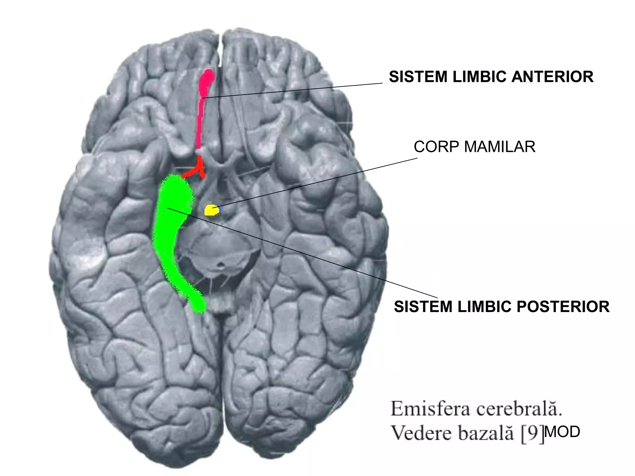 Sistemul limbic atlas de neuroanatomie | PPT